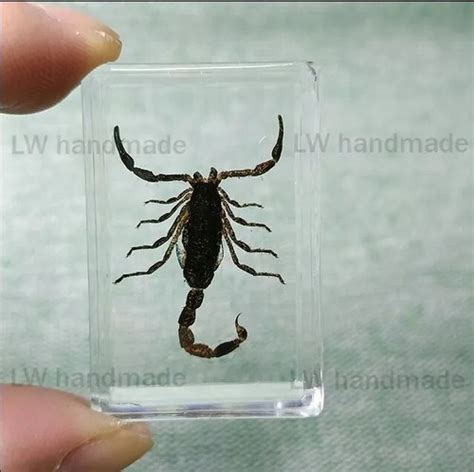 Real Scorpion Specimen Wrapped In Resin Ebay
