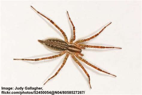 15 Common House Spiders With Pictures Identification Guide