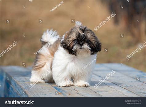 Shih Tzu Puppies Brown And White Cute