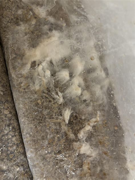 Ive Never Seen This Before Is This Ariel Hyphae Or Death R Shrooms