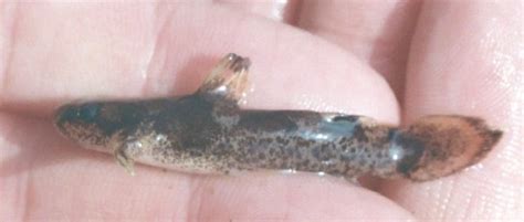 Noturus Miurus Brindled Madtom Michigan Natural Features Inventory