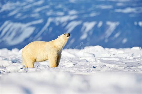 Polar Bear On The Blue Ice Bear On Drifting Ice With Snow White