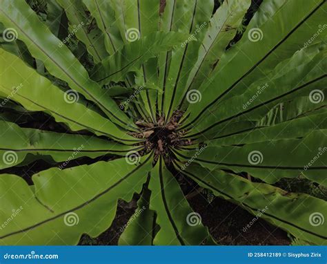 Bird S Nest Fern Asplenium Nidus Plant Close Up View Stock Image