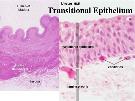 Ppt Lab 9 Powerpoint Presentation Free Download Id2241361