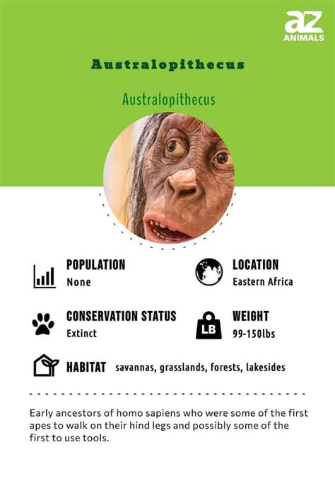 Australopithecus A Z Animals