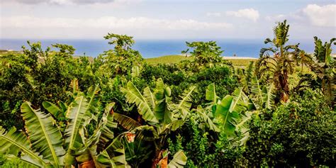 Mga Uri Ng Puno Ng Saging Ng Musa Genus Kumpletong Gabay At Varieties