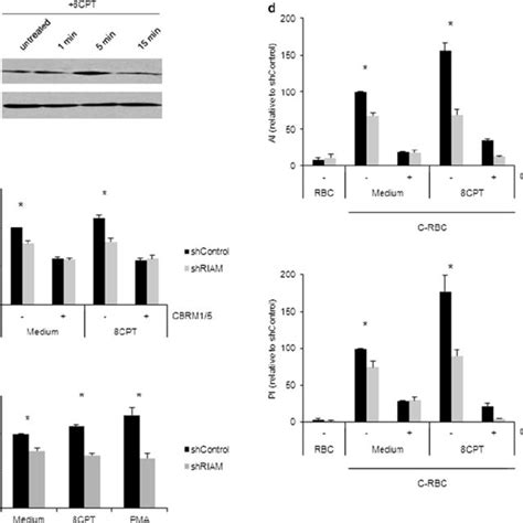Riam Regulates Complement Dependent Phagocytosis In Macrophage Like