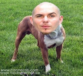 Funny Pitbull Rapper Memes