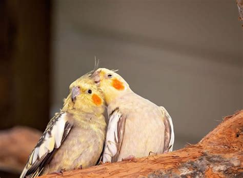 Male Vs Female Cockatiel How To Tell If Its A Male Or Female