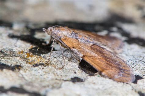 Moth Eggs Identification Life Cycle And Prevention Guide Clark Pest