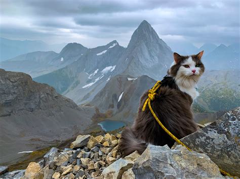 Gary The Cat Animal Wellness Magazine