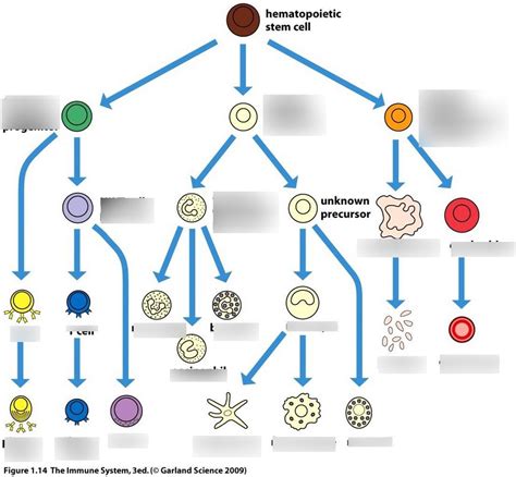 Immunology Midterm I Diagram Quizlet