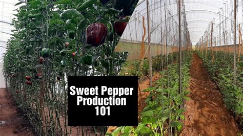 Sweet Pepper Production 101 What Are The Basics Youtube