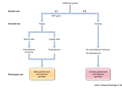Male Reproductive Physiology Flashcards Quizlet