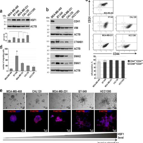 Hsf1 Levels In Triple Negative Breast Cancer Cell Lines Positively Download Scientific Diagram