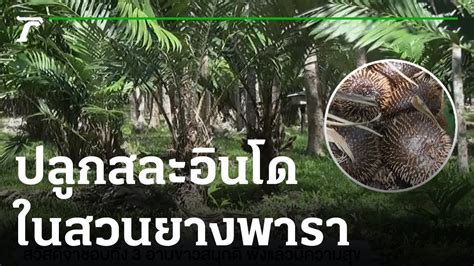 ปลูกสละอินโดในสวนยางรายได้ปีละแสน 27 12 65 ตะลอนข่าว Youtube