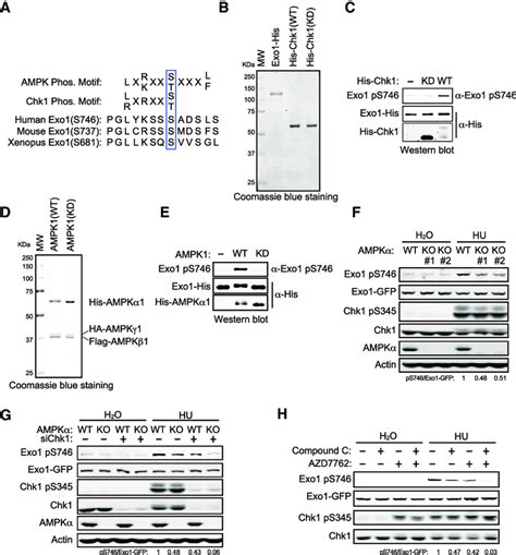 Both Ampk And Chk1 Phosphorylate Exo1 At S746 Upon Replication Stress