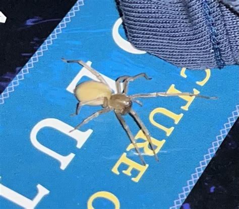 My Bedfellow This Evening Rwhatsthisbug