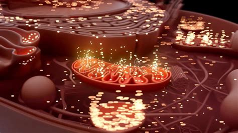 Animation Of The Cell And The Mitochondria Stock Video Video Of