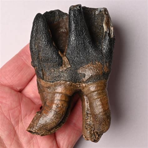 Fossil Woolly Rhino Tooth Molar Siberia Permafrost Amur Mammoth Ice Age