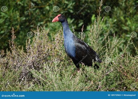 Pukeko Stock Image Image Of Sitting Native Zealand 18973965