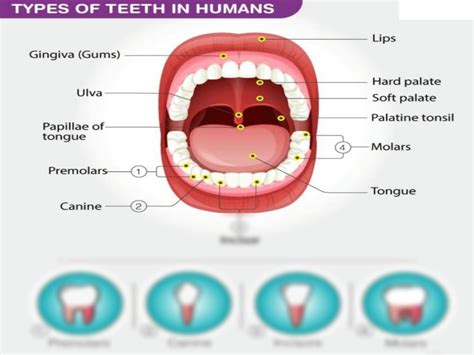 SOLUTION: Types of teeths - Studypool