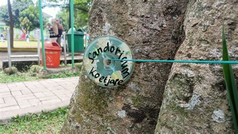 Unik Dan Kreatif Cd Rom Bekas Digunakan Untuk Label Nama Pohon Murad