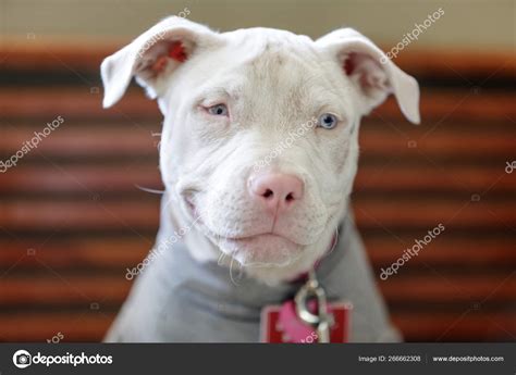 White Female Blue Nose Pitbull