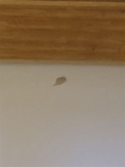 Please Identify This Possible Egg Casing Or Pupacocoon Rwhatsthisbug