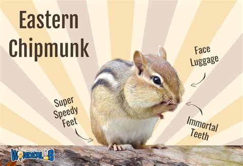 Eastern Chipmunk Wonderlab
