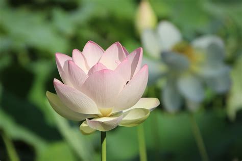 Lotus Fleur De Photo Gratuite Sur Pixabay Pixabay