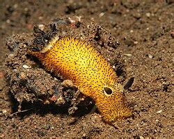 Jorunna Parva Wikipedia
