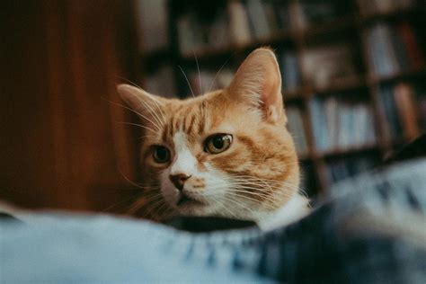 Understanding Cat Behavior Issues Effectively