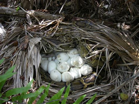 Episode The Python Problem So Much Pingle