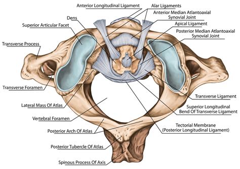 Alar Ligament Treatment