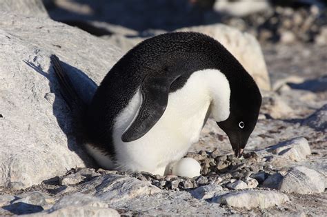 Adele Penguins