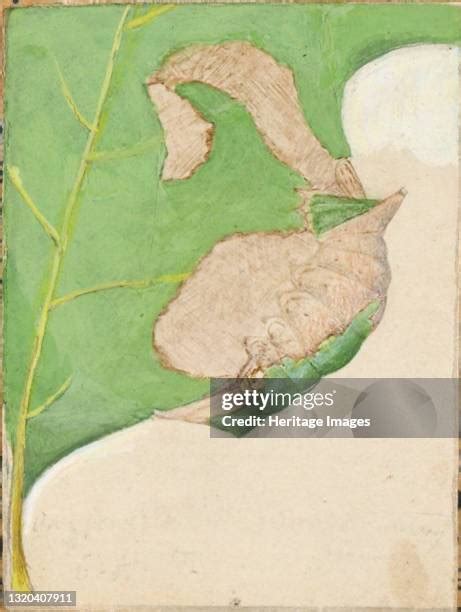 Caterpillar Oak Leaf Photos And Premium High Res Pictures Getty Images