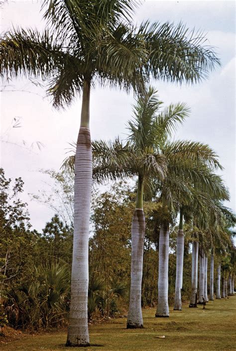 Palm Identification Planting Maintenance Britannica