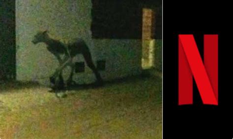 El Mito Latino Del Chupacabras Será Llevado A Netflix