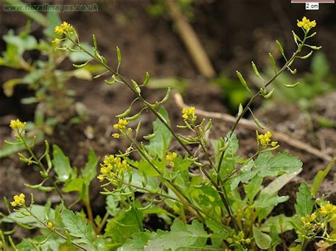 Rorippa Palustris Alchetron The Free Social Encyclopedia