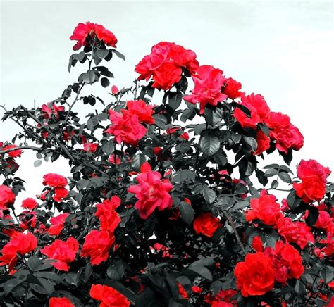 Premium Photo Red Rose Flowers With Black Leaves On White Background