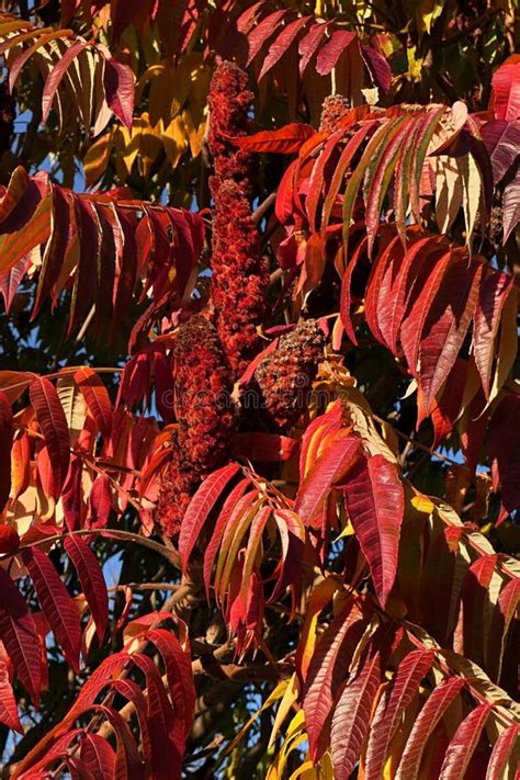 Bright Red Narrow Autumn Leaves And Dense Flowerclusters Of Staghorn