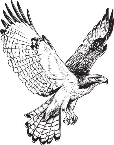Black And White Of A Red Tailed Hawk Royalty Free Vector