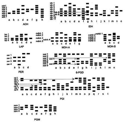 Schematic Diagram Of Isozyme Band Models Phenotypes Observed For 8