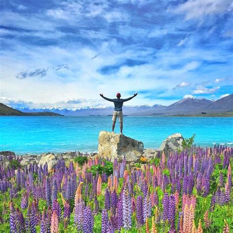 Seeing Lupin Flowers In New Zealand Is A Must Florists Review