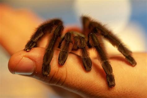 8 Tarantulas That Can Be Handled Pictures Wildlife Informer