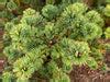 Buy Pinus Parviflora Adcocks Dwarf Dwarf Japanese White Pine — Mr Maple │ Buy Japanese Maple