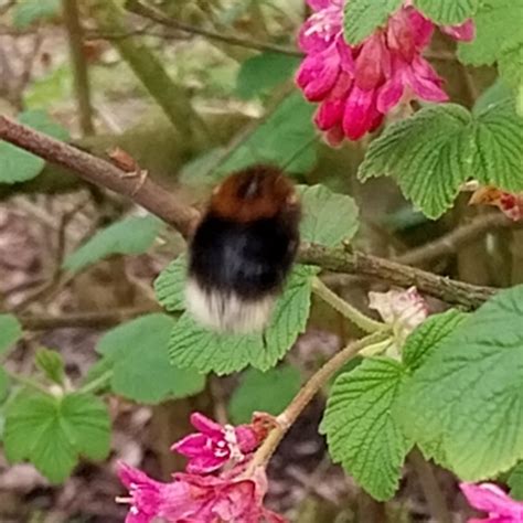 Photo Tree Bumblebee Bombus Hypnorum