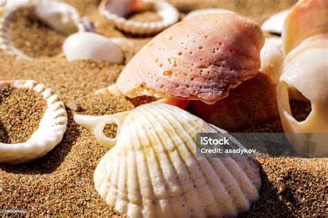 Macro Of Various Sea Shells On Sand Focus On Sea Shell With Wormholes