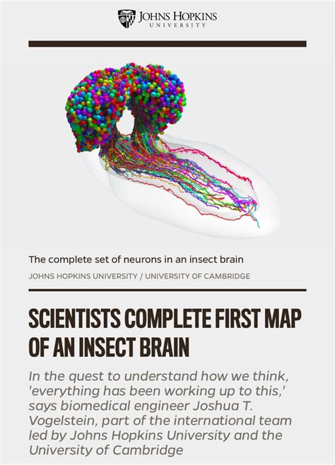 Professor Erwin Loh On Linkedin Brain Insect Neuroscience Thought
